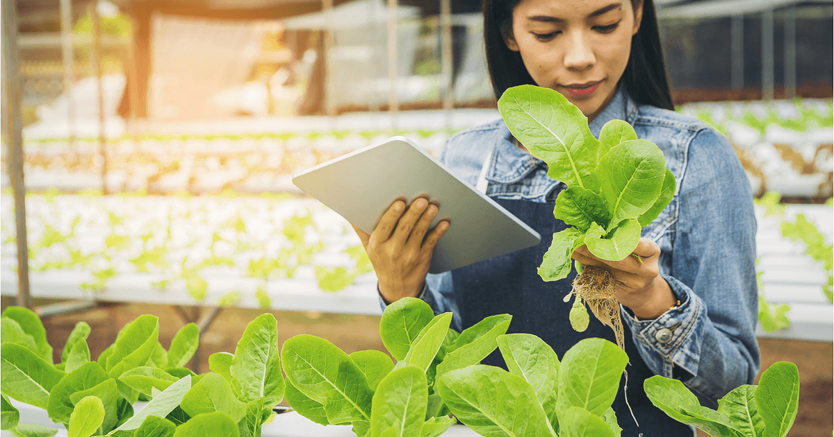 DENSO | Internet of Things in Greenhouses